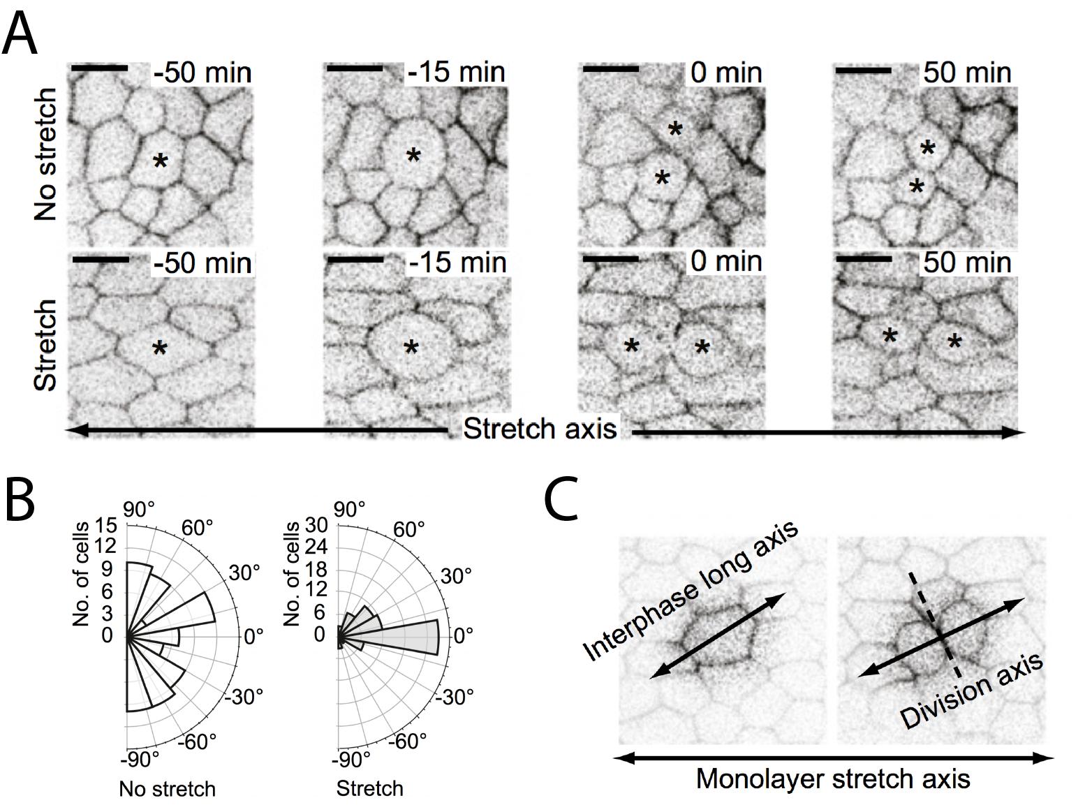 Mechanics of tissues | Charras Lab