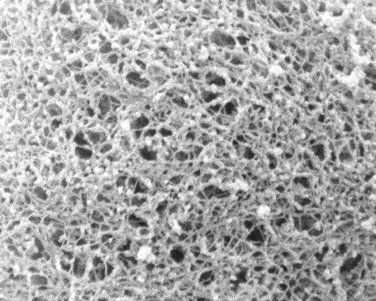 The cell cortex | Charras Lab